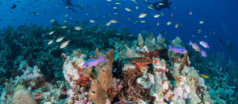 Florida Ecosystems & Conservation Tips for Vacationers | Florida CFY ...